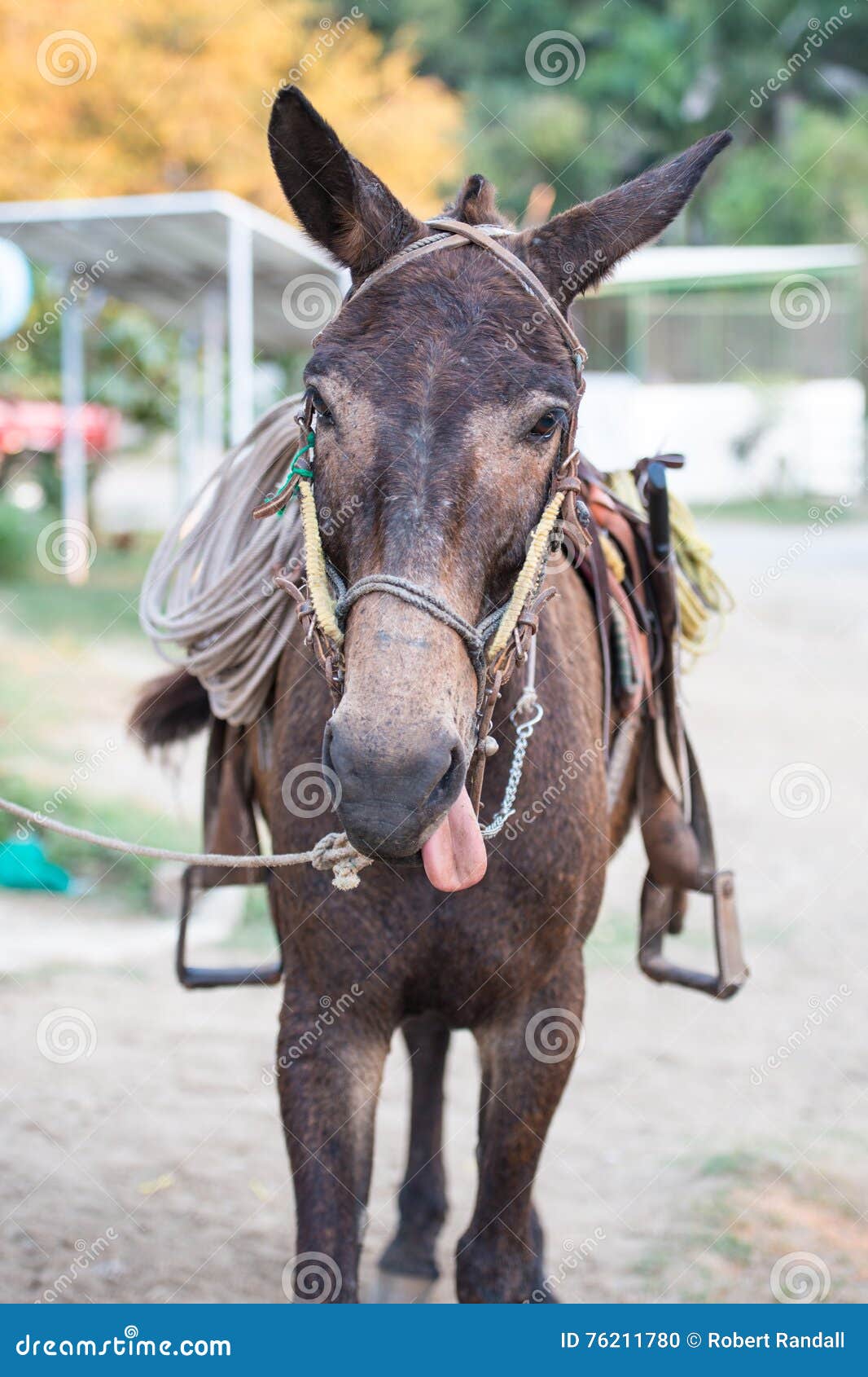L'asino Attacca La Sua Lingua Fotografia Stock - Immagine di ...