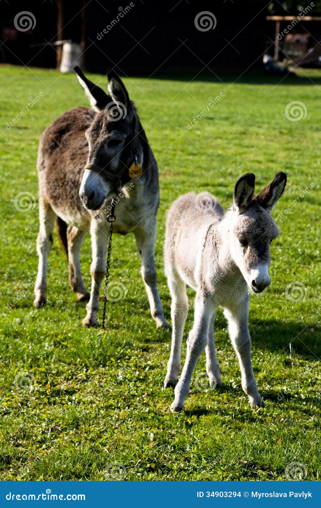 L'asino E Un Piccolo Asino Della Mamma Sull'erba Fotografia Stock ...
