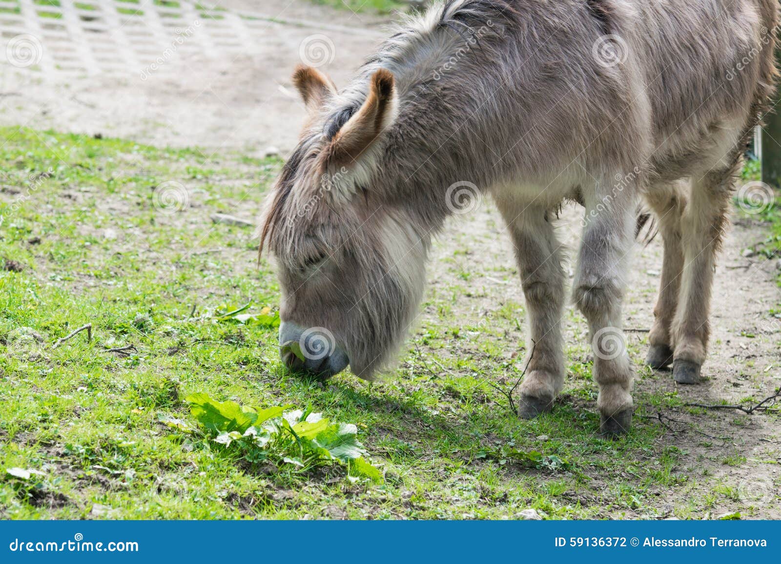 L'asino Gode Di Di Mangiare Fotografia Stock - Immagine di formaggio ...
