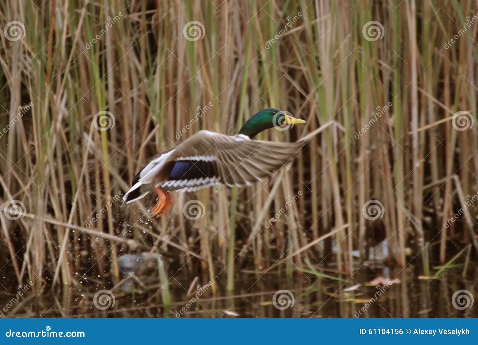 L'aumento Dell'anatra Selvatica Fotografia Stock - Immagine di stagno ...