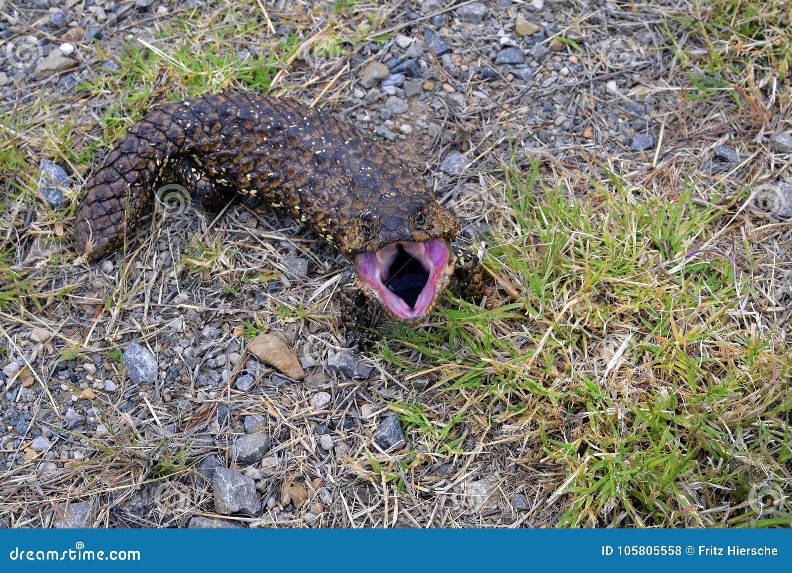 L'Australia, Zoologia, Rettile Fotografia Stock - Immagine di animale ...