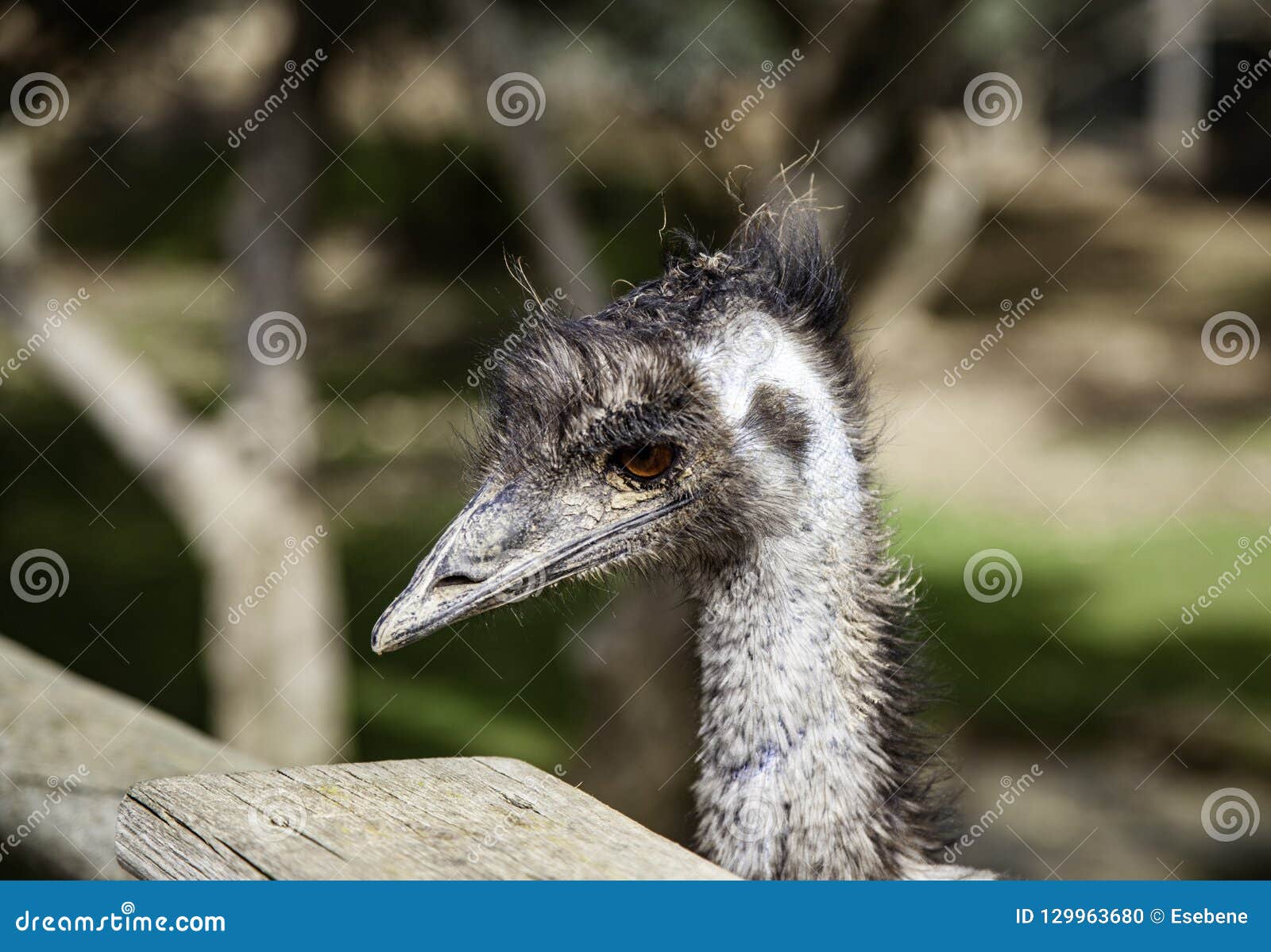 L'autruche De L'autruche Head Photo stock - Image du animal, amusement ...