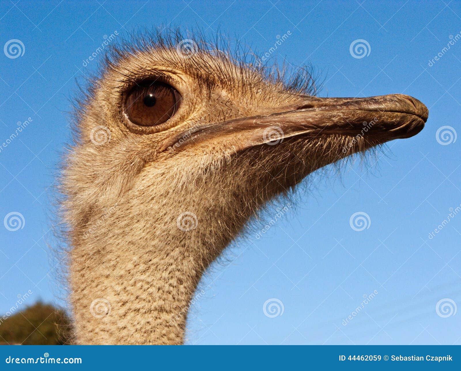 L'autruche De L'autruche Head Image stock - Image du oeil, faune: 44462059