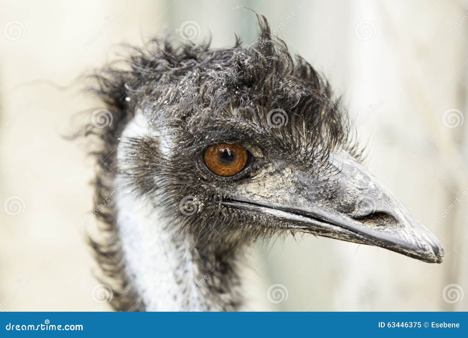 L'autruche De L'autruche Head Image stock - Image du masculin ...