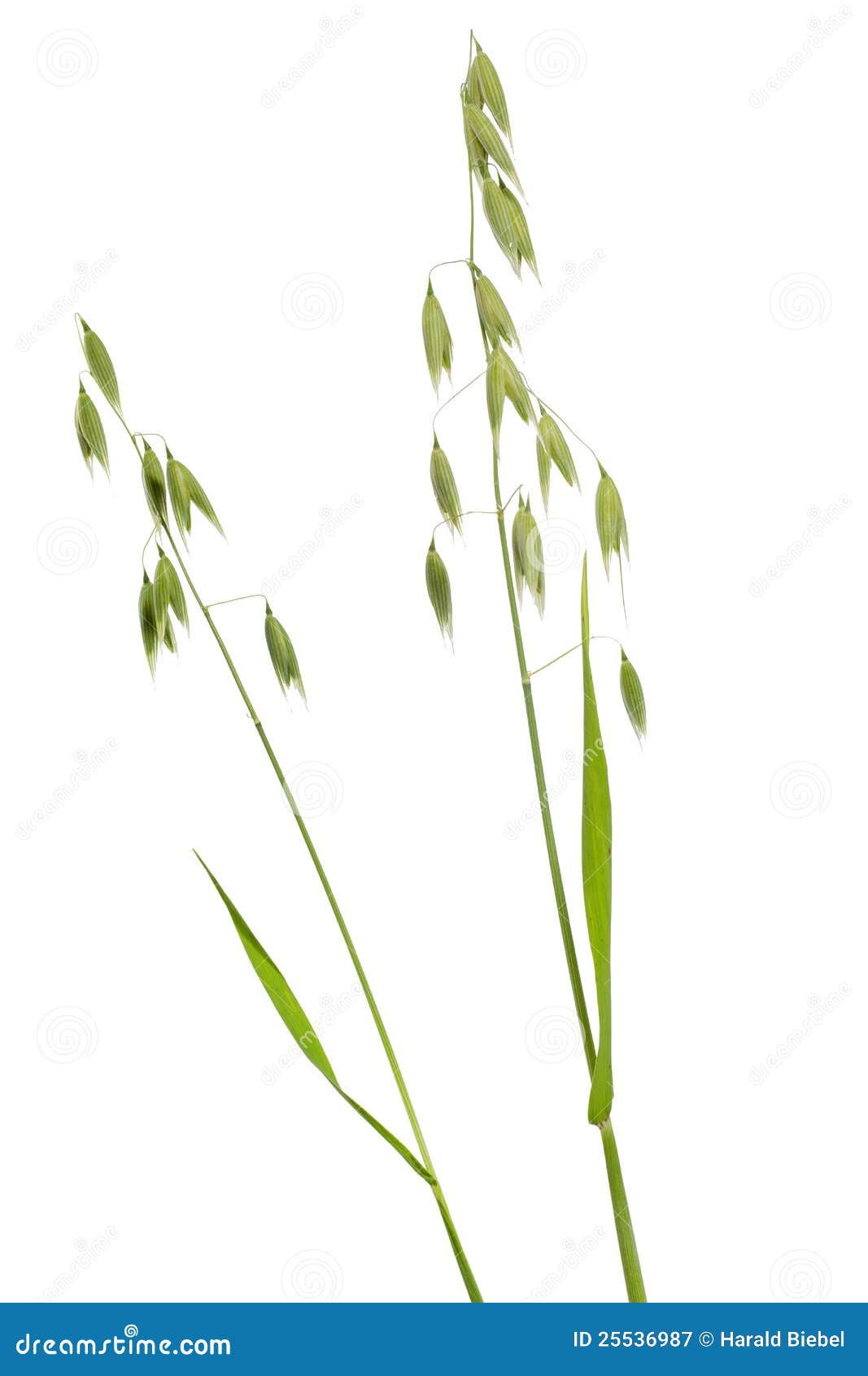 L'avena (avena) Pianta Su Bianco Immagine Stock - Immagine di ...