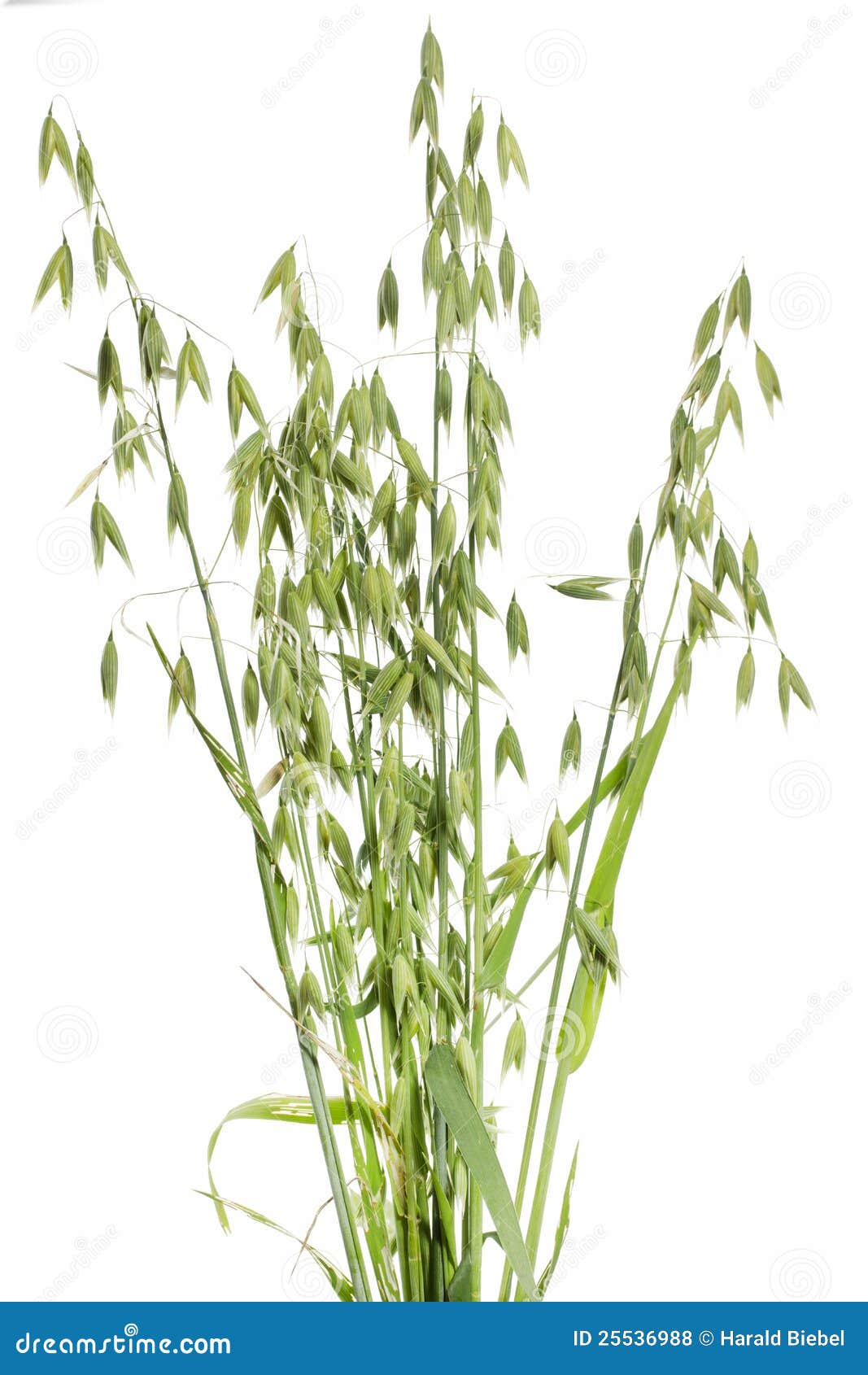 L'avoine (avoine) Plante Sur Le Blanc Photo stock - Image du fond ...