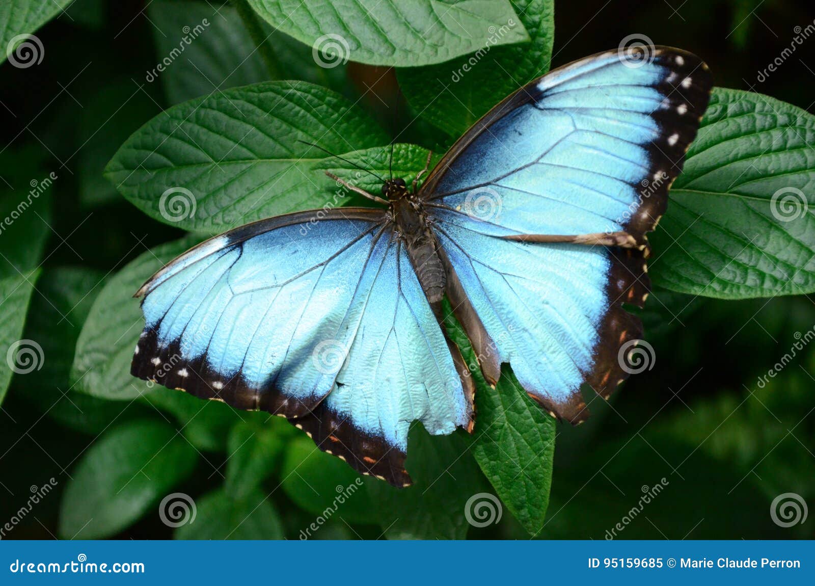 L'azzurro Morph La Farfalla Immagine Stock - Immagine di raro, insetti ...