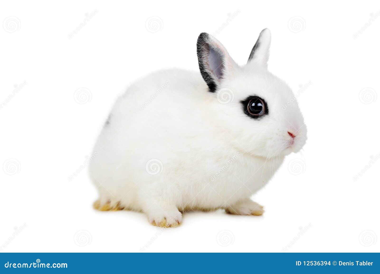 L beautiful rabbit stock photo. Image of rabbit, portrait - 12536394