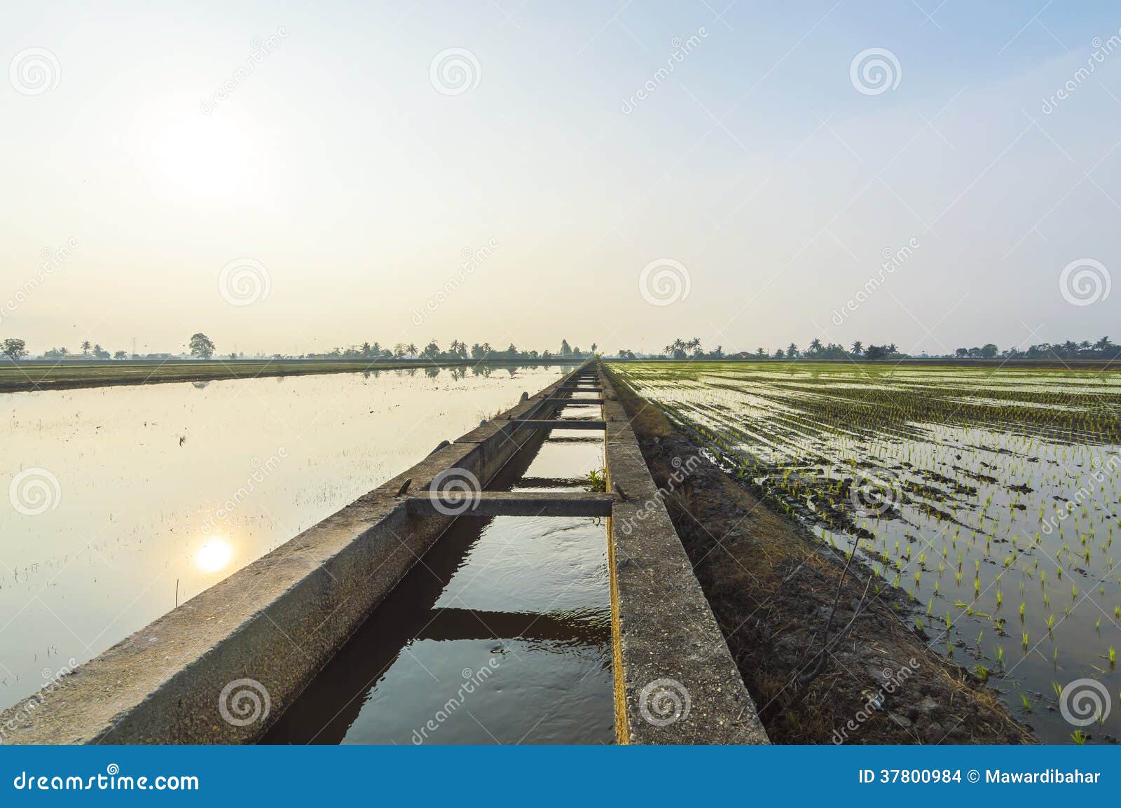 L'eau d'irrigation photo stock. Image du nature, nuage - 37800984