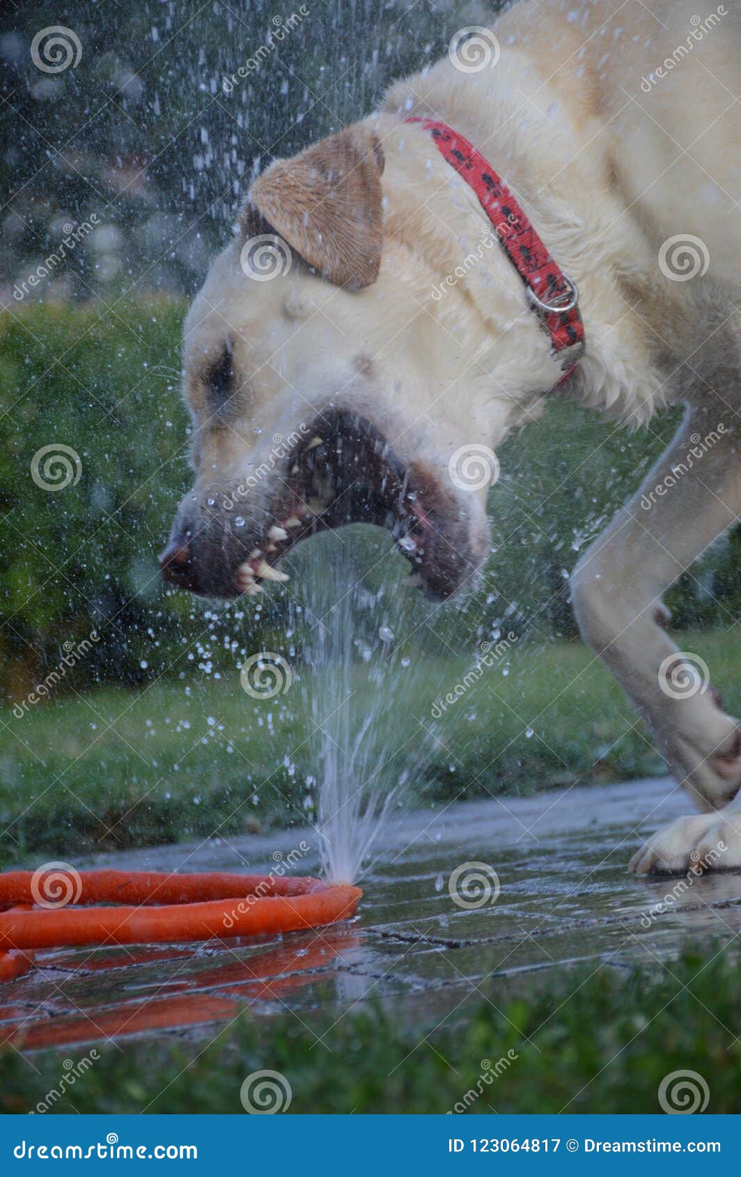 L'eau De Petit Morceau De Jeu De Chiens De Labrador Retriever Image ...