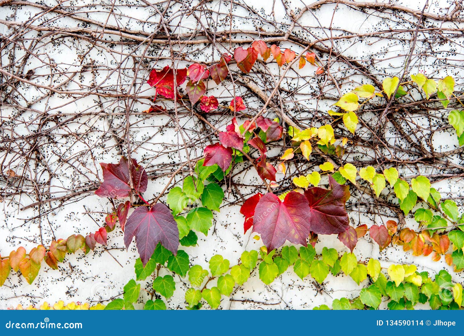 L'edera Rossa Va Sulla Vite Contro Wal Bianco Fotografia Stock ...