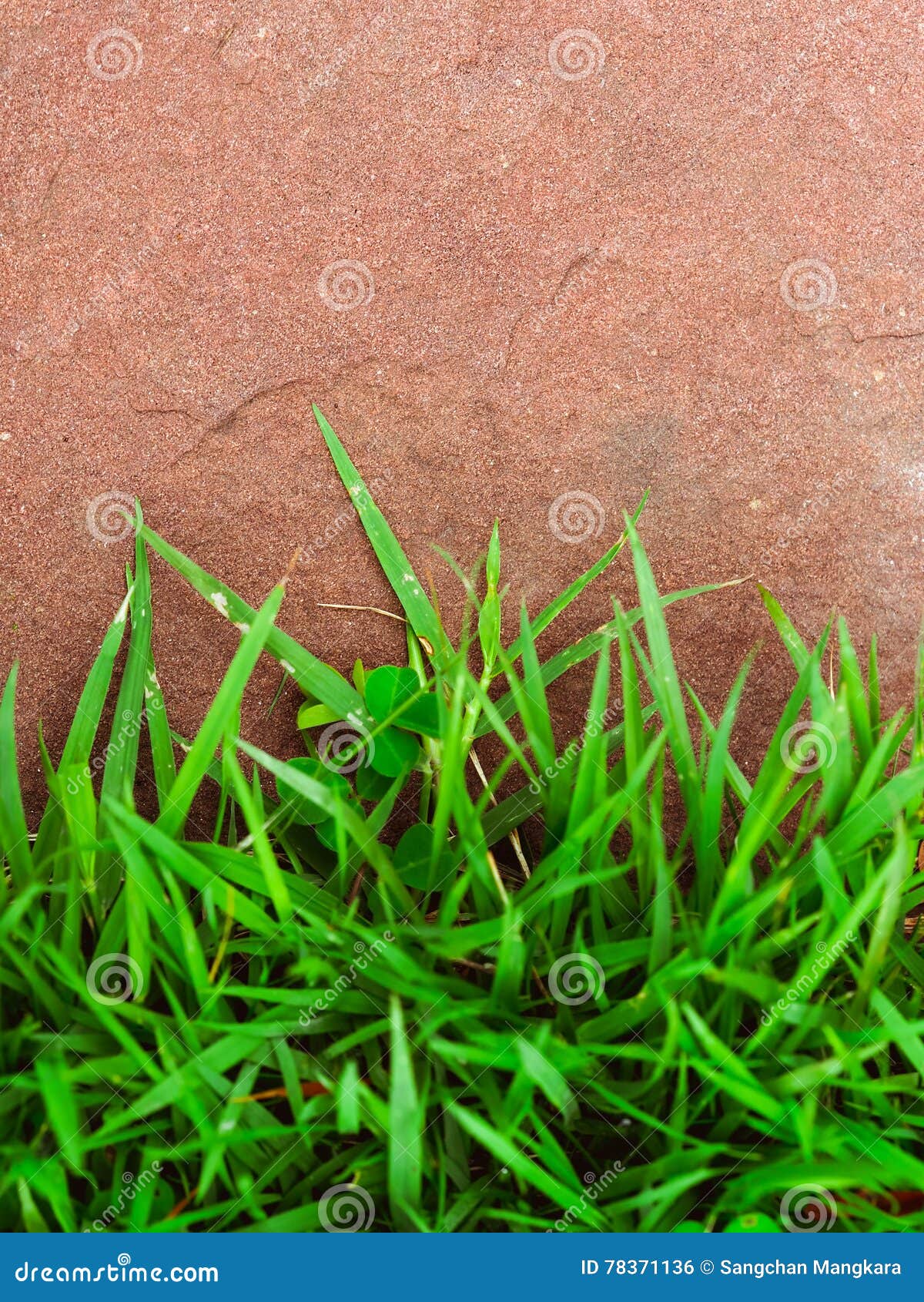 L'erba e la terra fotografia stock. Immagine di parco - 78371136