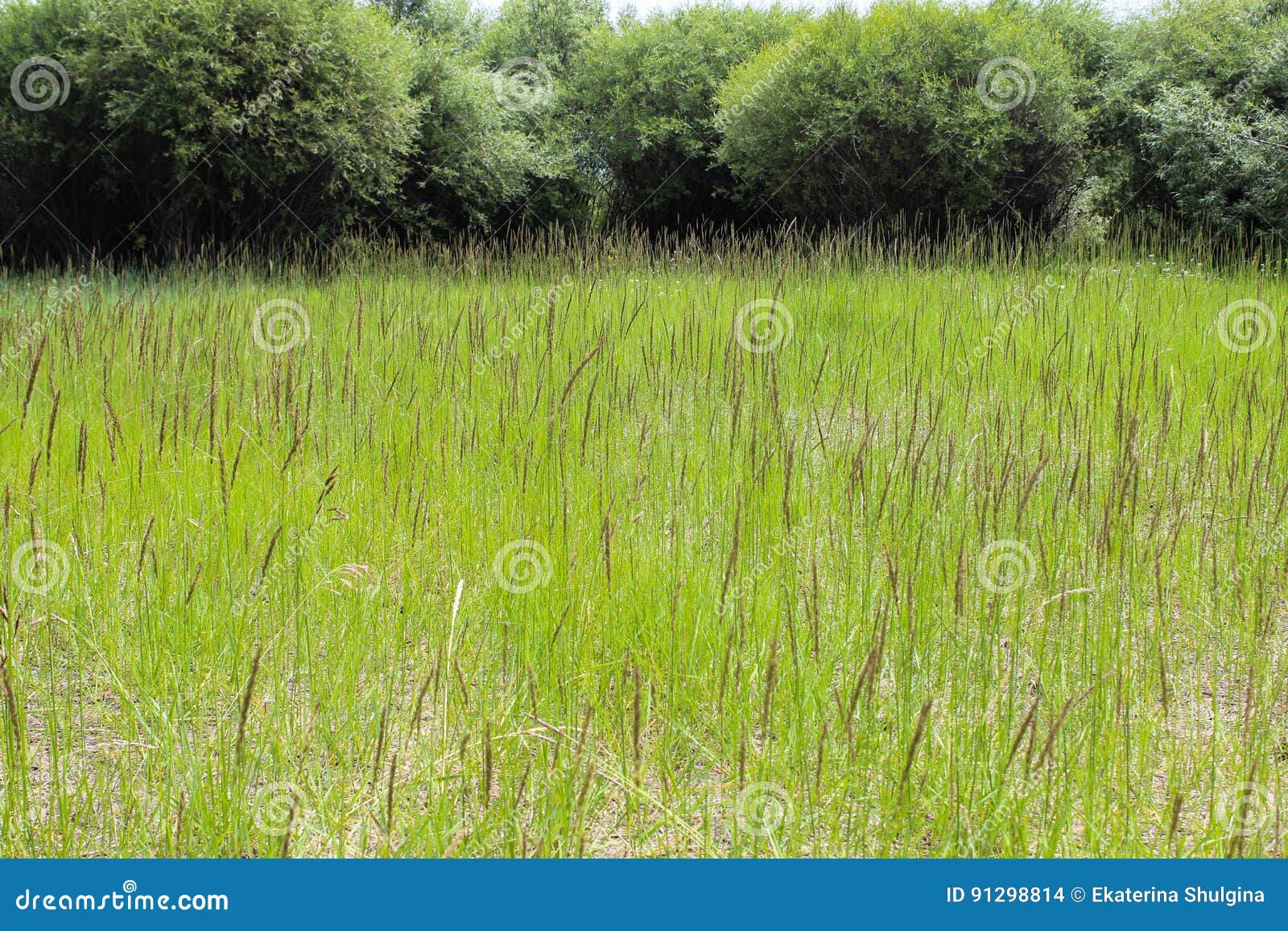 L'erba nel prato fotografia stock. Immagine di prato - 91298814