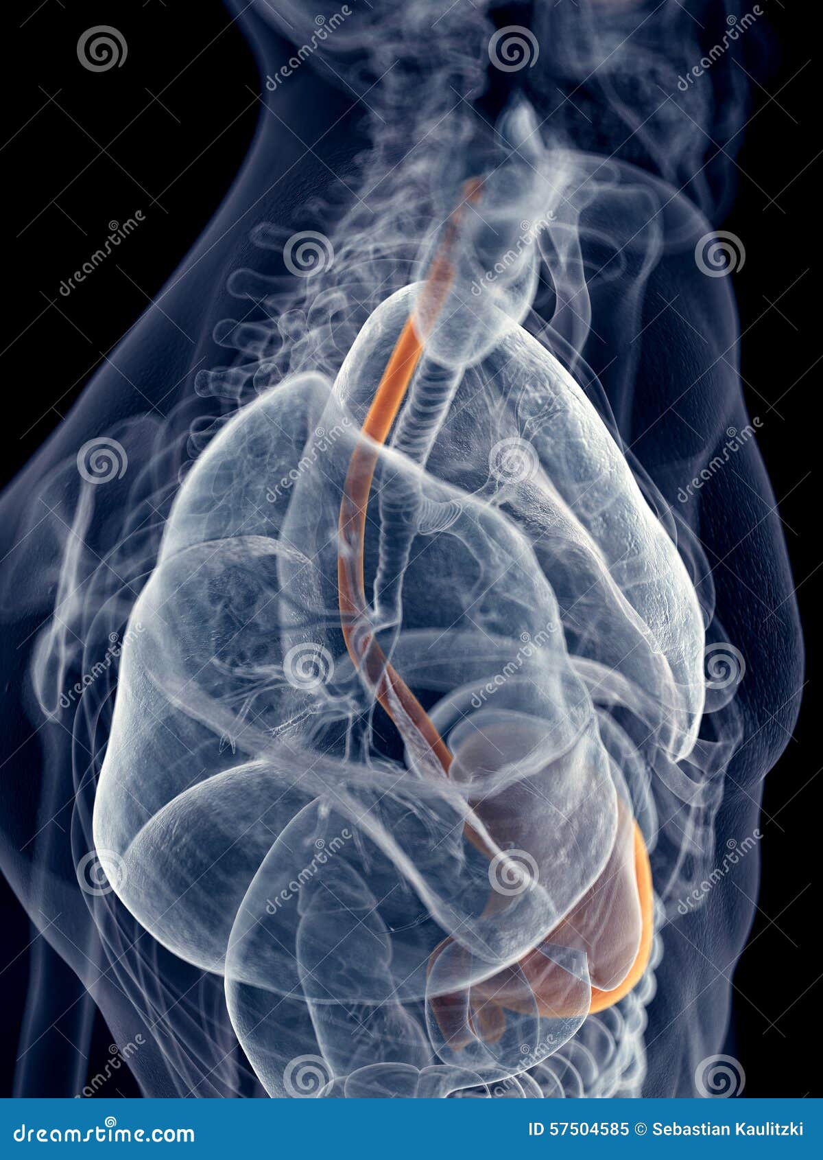 L'esofago illustrazione di stock. Illustrazione di anatomia - 57504585