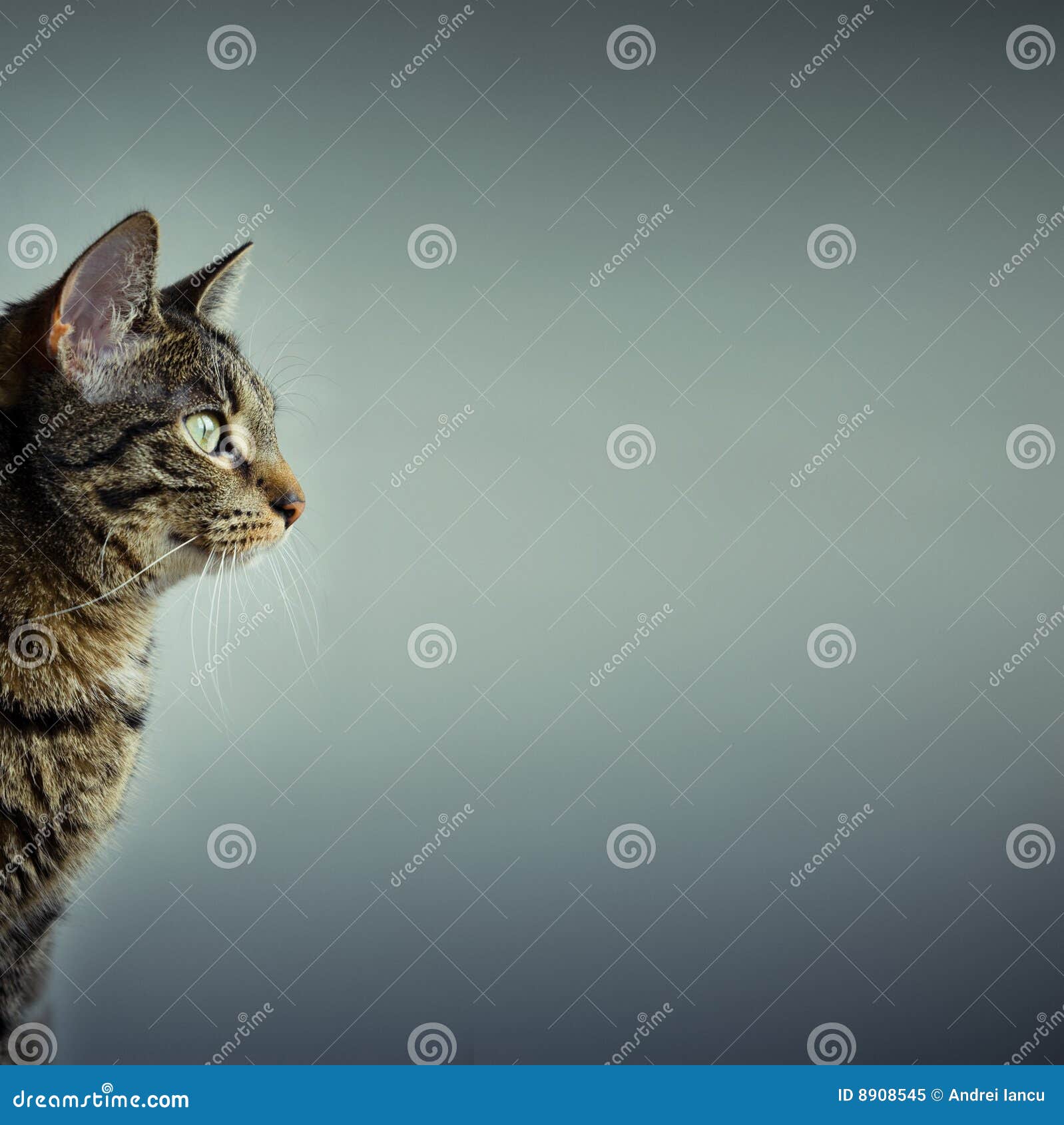 L'espace de copie de chat image stock. Image du minou - 8908545