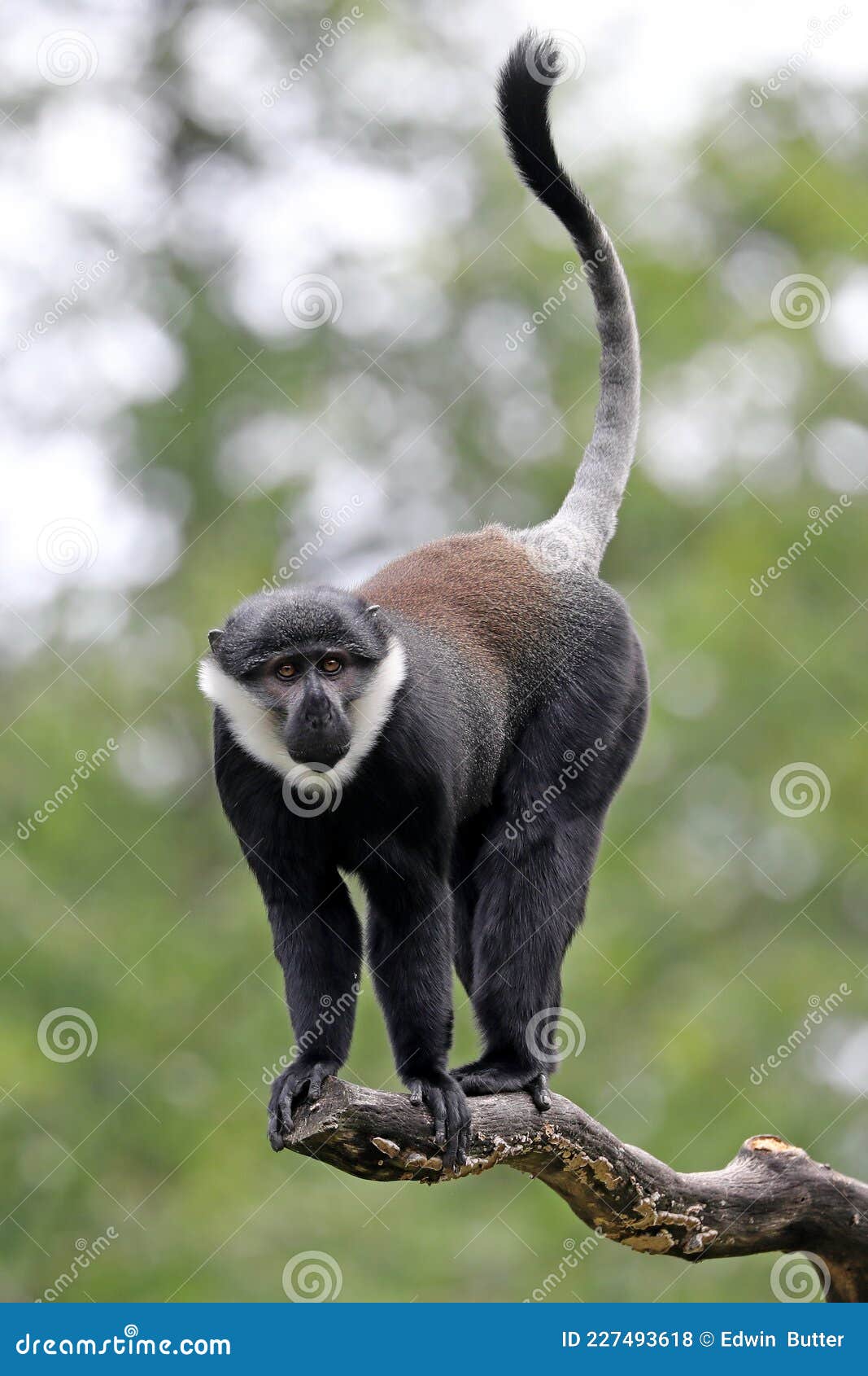 L`Hoest`s monkey stock photo. Image of portrait, africa - 227493618