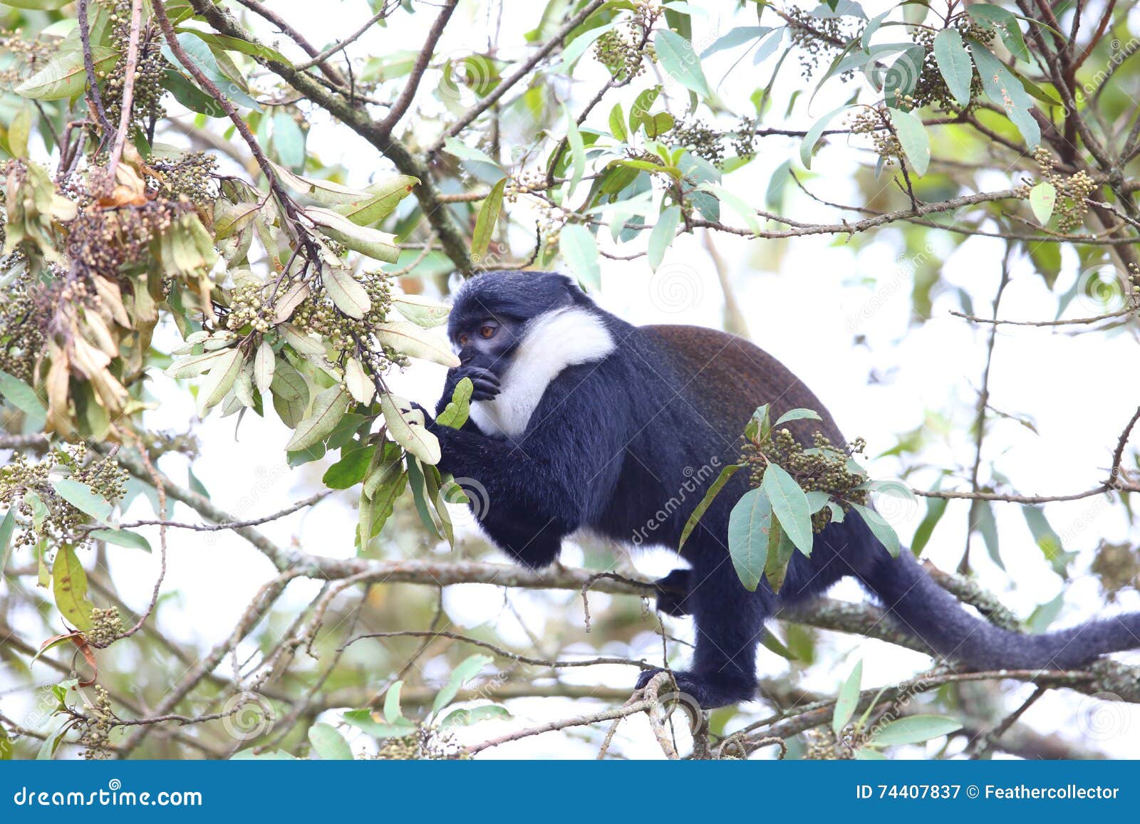 L`Hoest`s monkey stock image. Image of hoesti, lhoests - 74407837