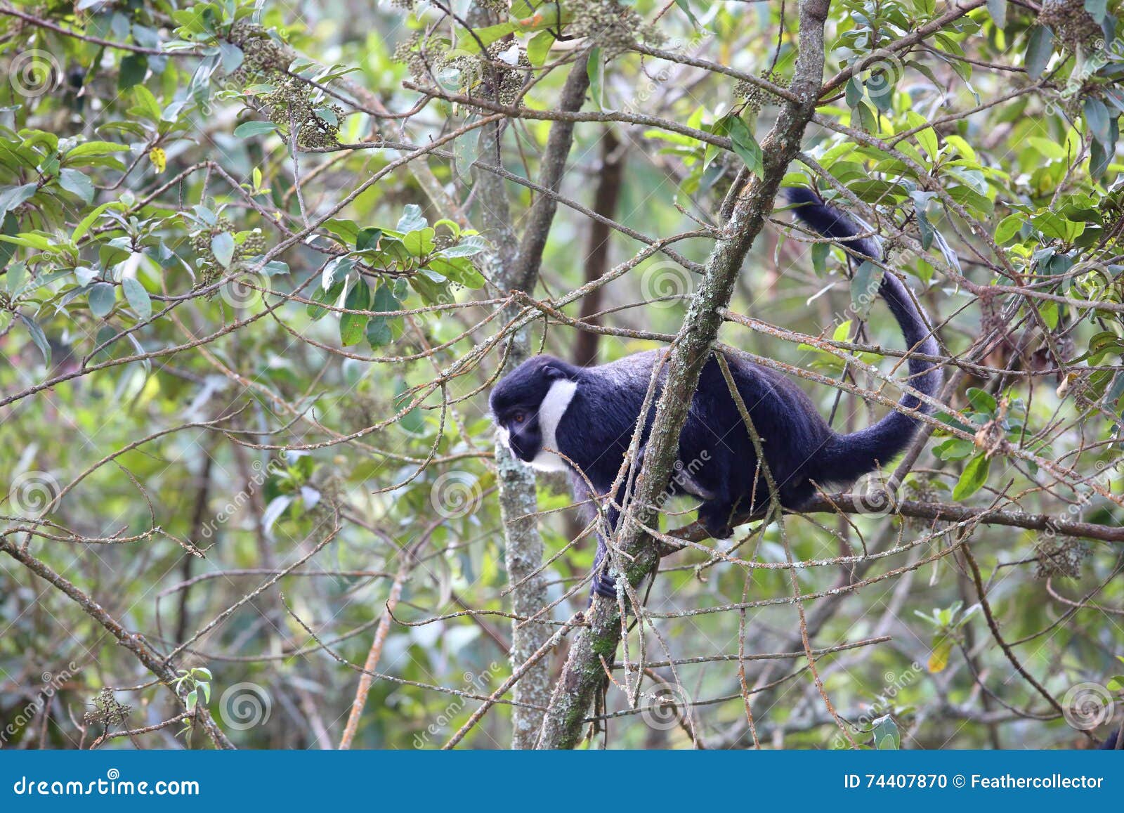 L`Hoest`s monkey stock photo. Image of nyungwe, forest - 74407870
