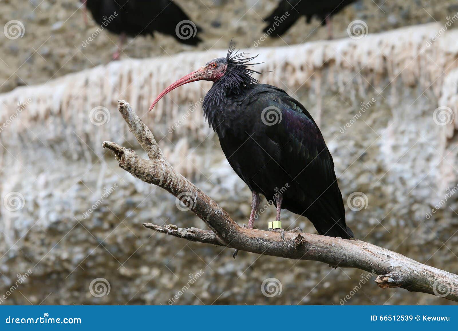 L'ibis Eremita, Ibis Eremita, Uccello Nero Del Waldrapp Con Re Immagine ...