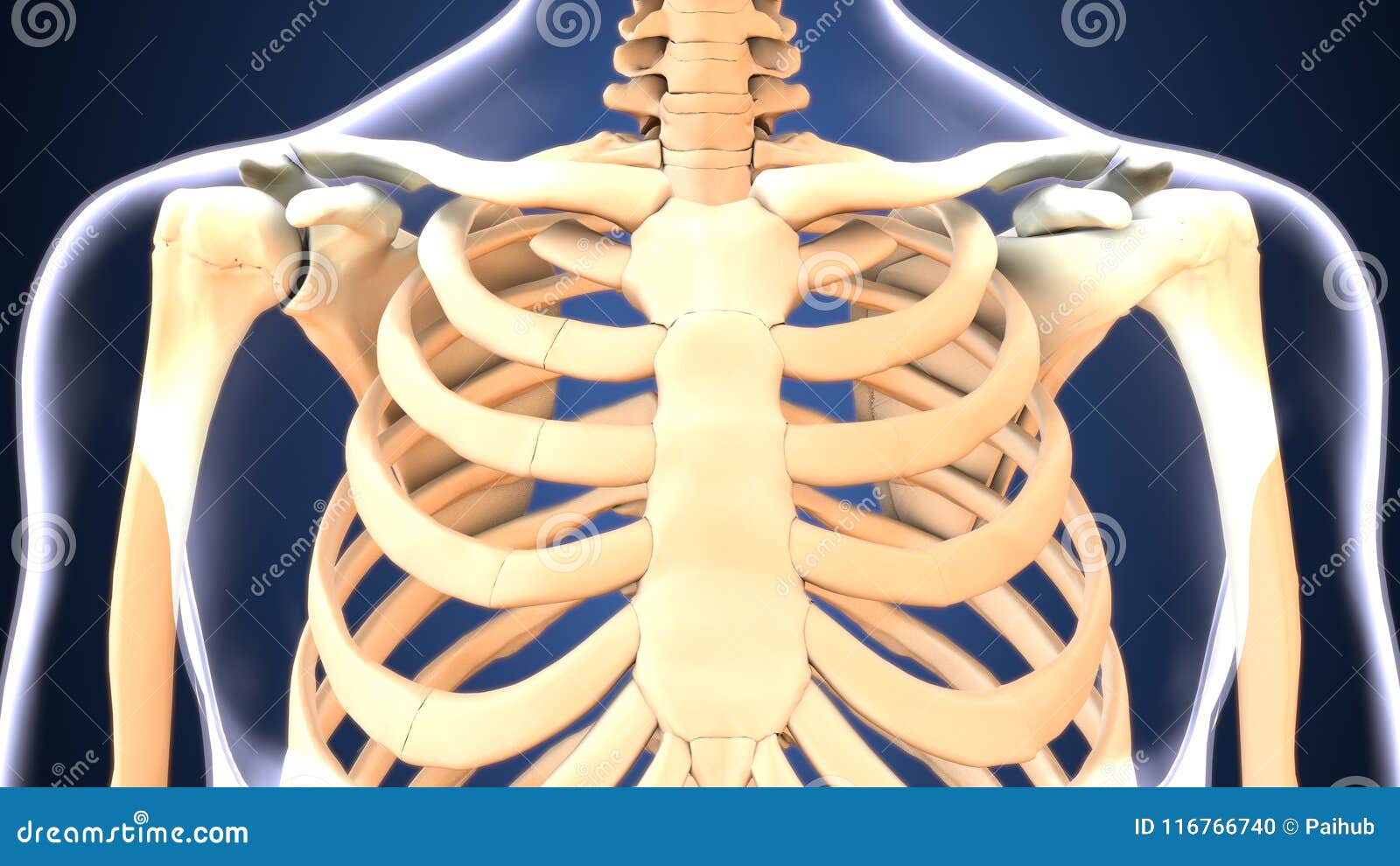 L'illustrazione 3d Dello Scheletro Ribs L'anatomia Illustrazione di ...