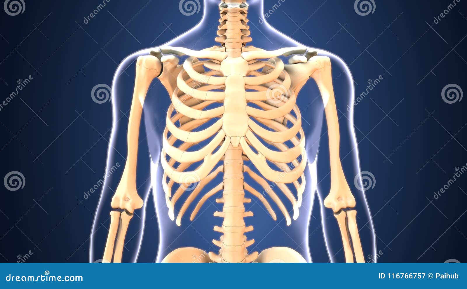 L'illustrazione 3d Dello Scheletro Ribs L'anatomia Illustrazione di ...