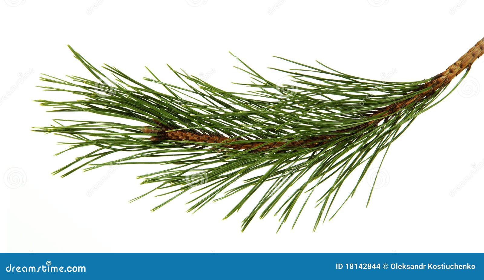 L'image D'un Branchement Du Pin Photo stock - Image du milieux ...