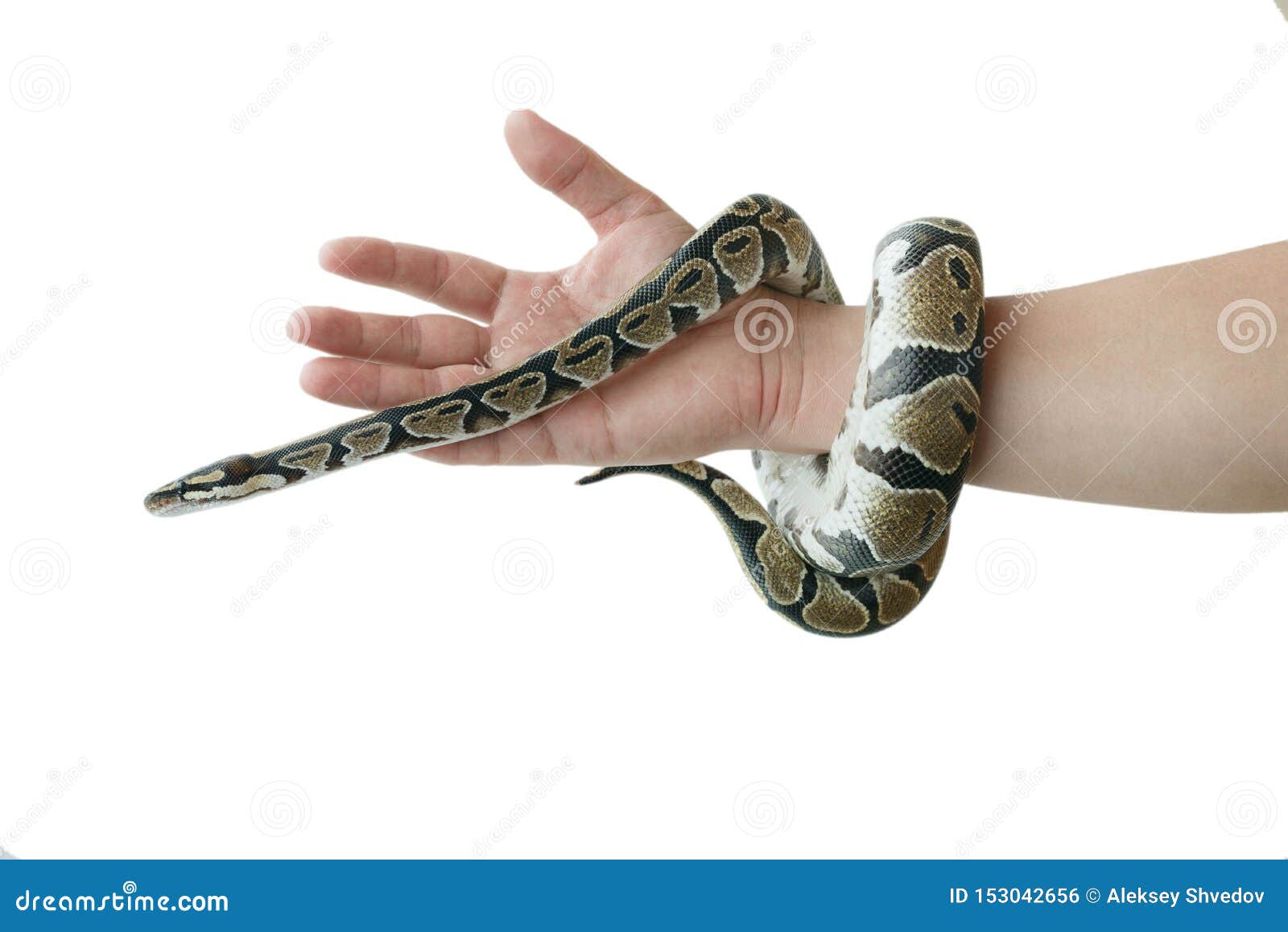 L'image Du Python Royal Ou De Boule Sur La Main De L'homme Photo stock ...