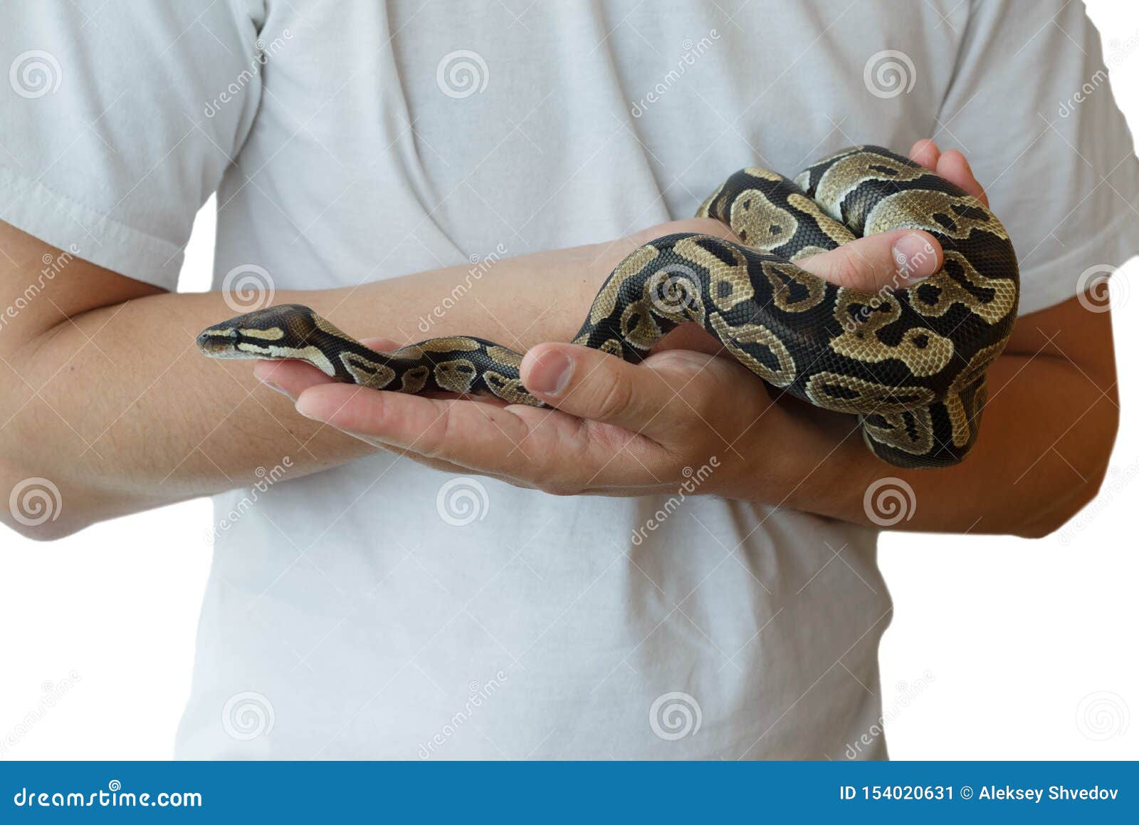L'image Du Python Royal Ou De Boule Sur La Main De L'homme Image stock ...