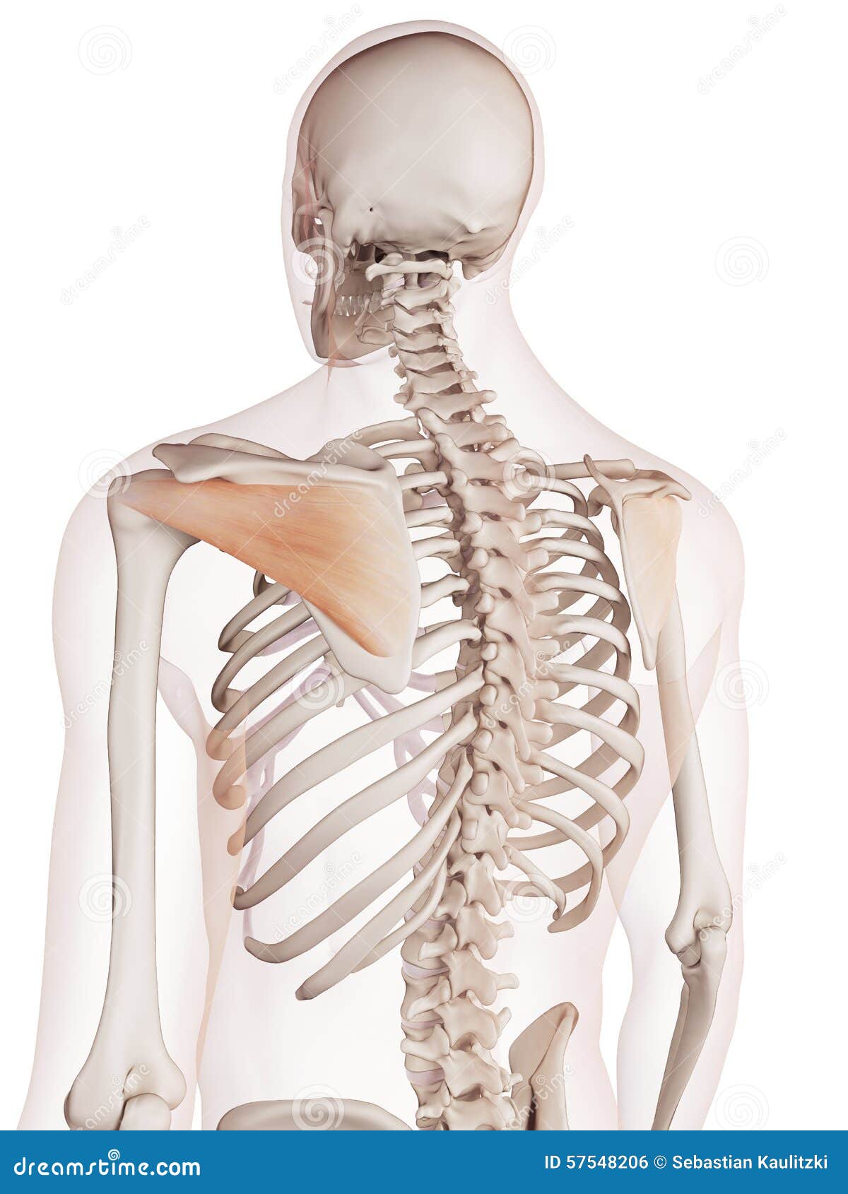 L'infraspinato illustrazione di stock. Illustrazione di anatomia - 57548206