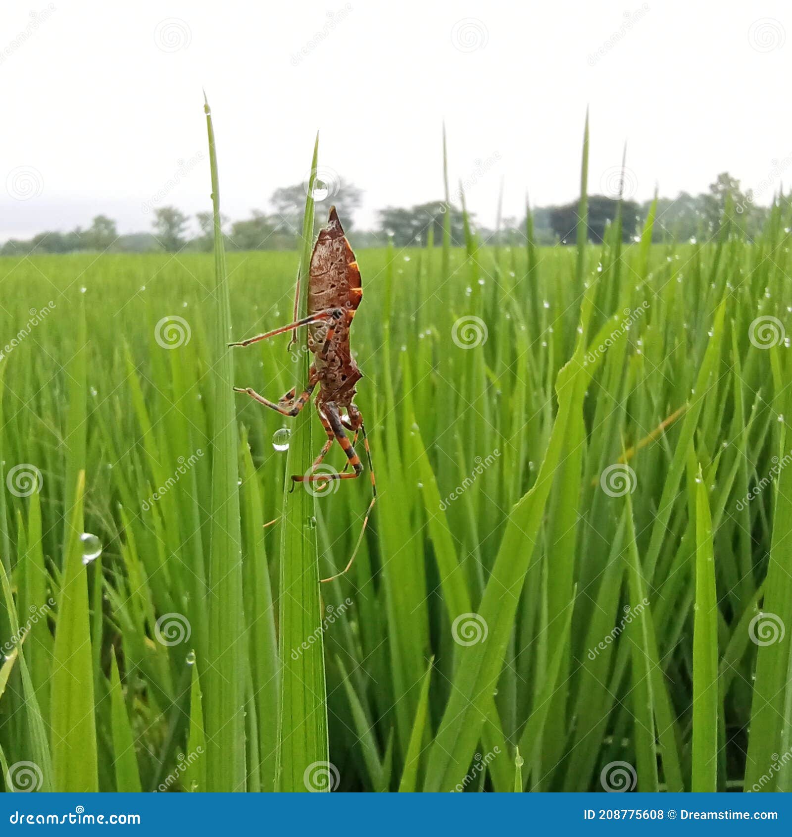 L'insecte du champ de riz photo stock. Image du insecte - 208775608