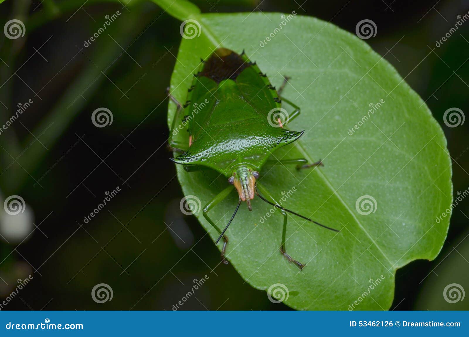 L'insetto di puzzo fotografia stock. Immagine di macro - 53462126