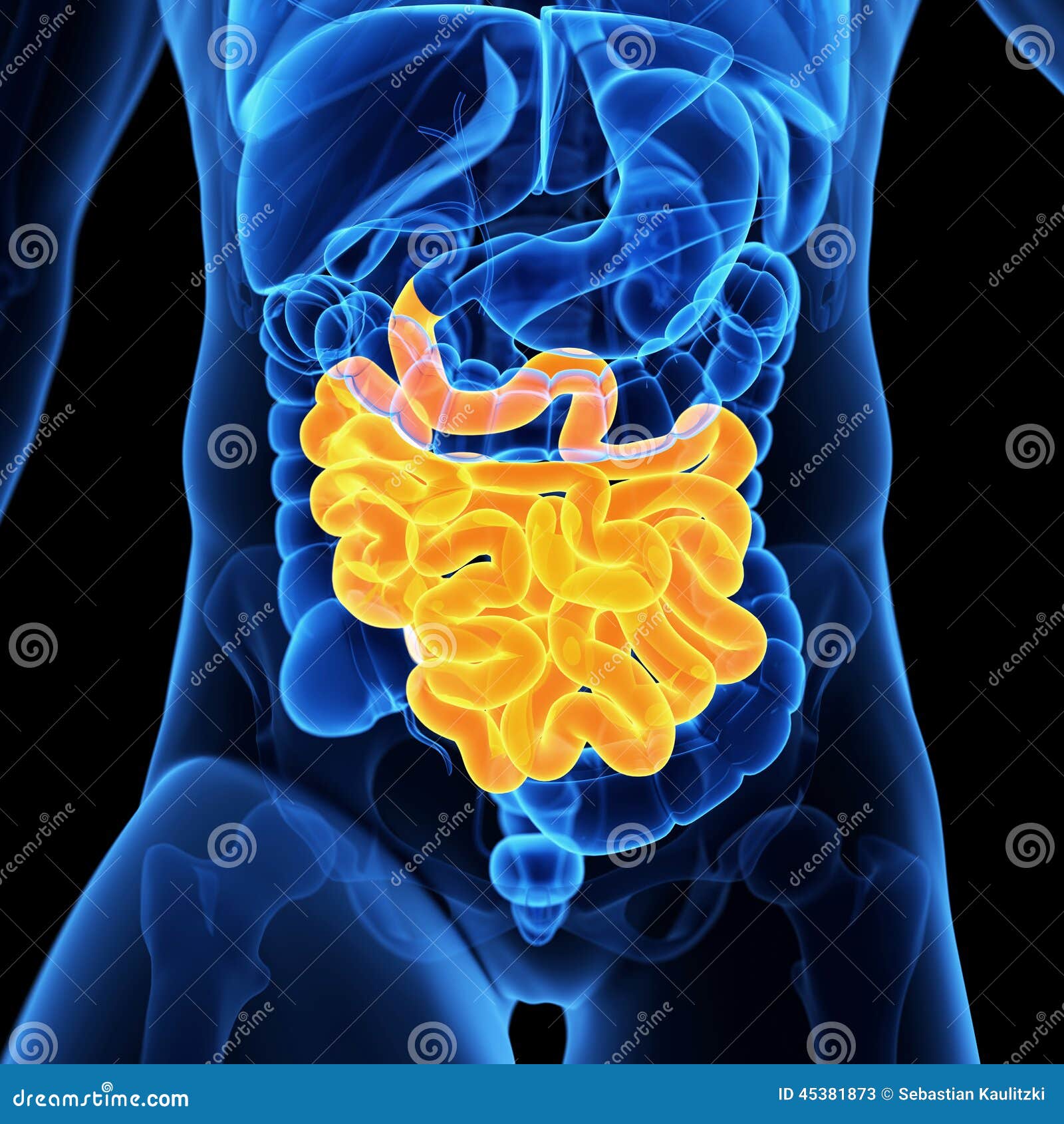 L'intestin Grêle Illustration Stock - Image: 45381873