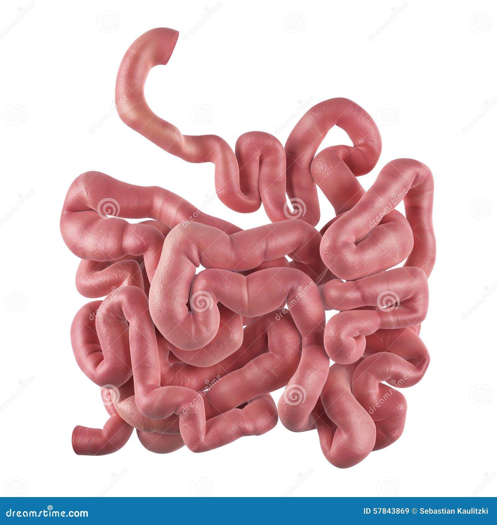 L'intestino tenue illustrazione di stock. Illustrazione di piccolo ...