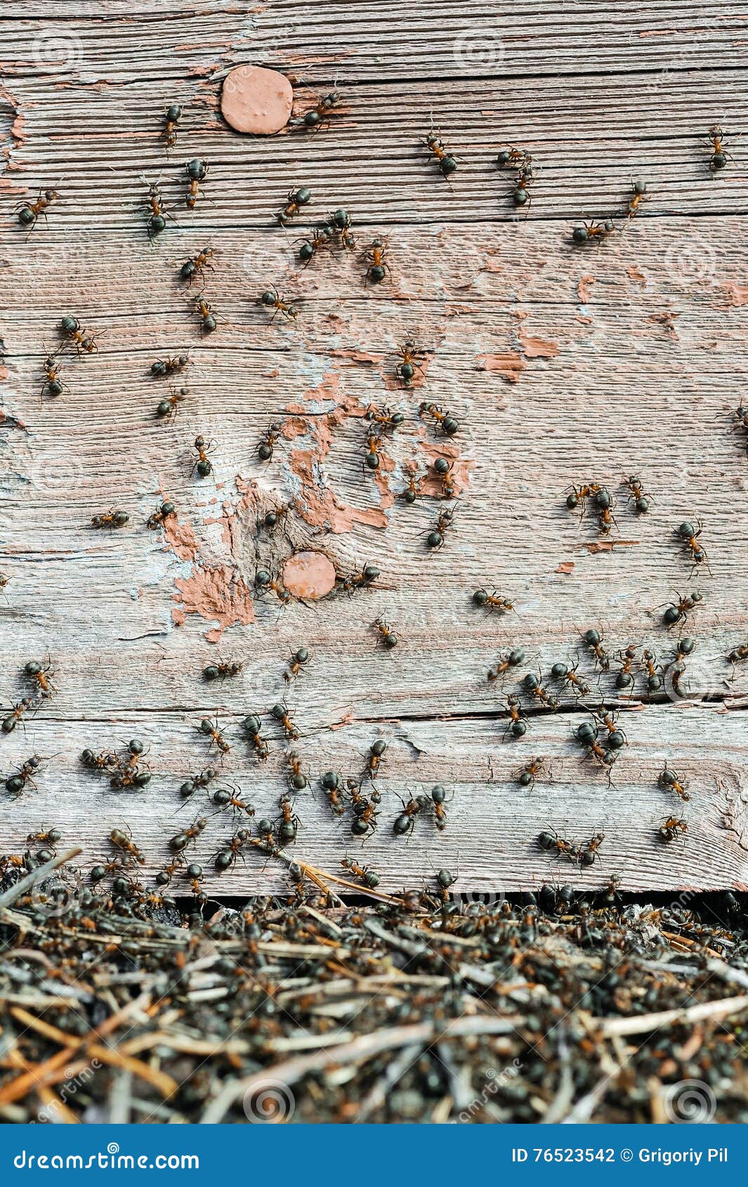 L'invasion des fourmis photo stock. Image du matériau - 76523542