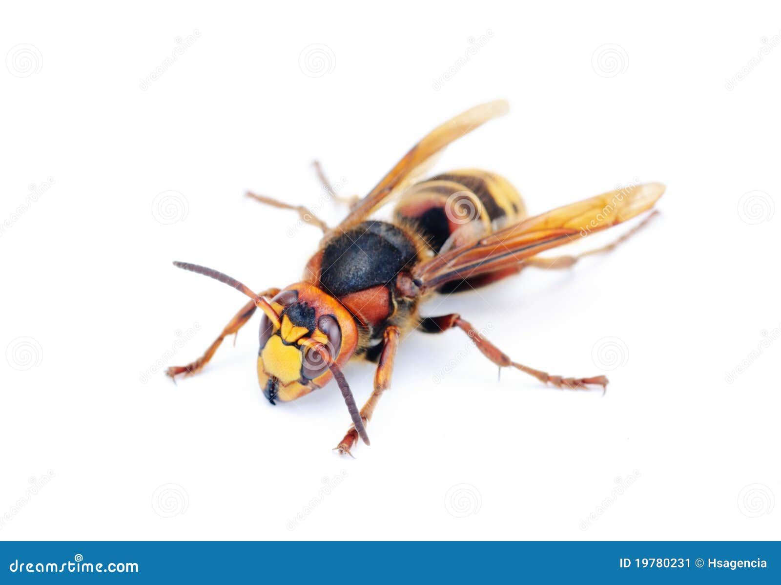 L'isolamento Del Calabrone Su Bianco Immagine Stock - Immagine di ...
