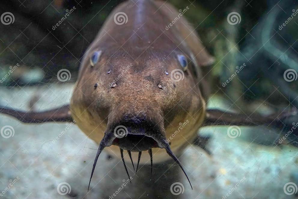 L114 Leopard Cactus Pleco Pseudacanthicus Cf. Leopardus Beautifully ...