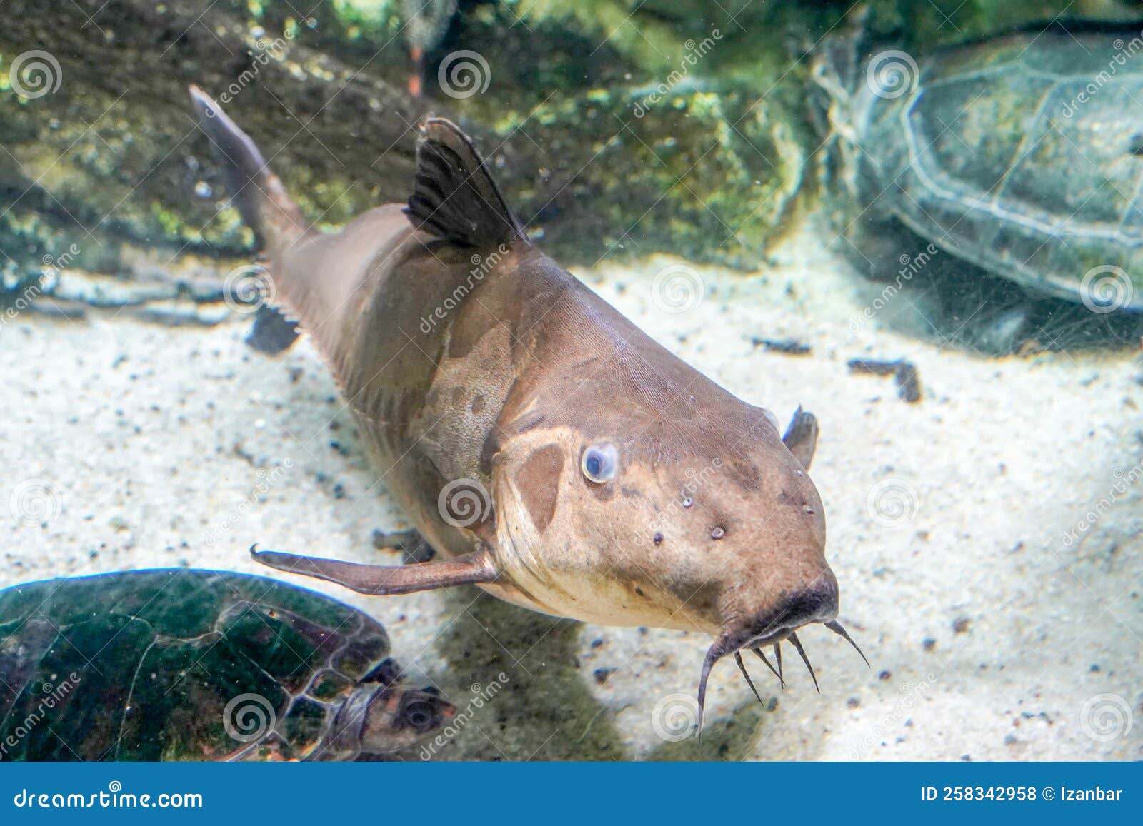 L114 Leopard Cactus Pleco Pseudacanthicus Cf. Leopardus Beautifully ...