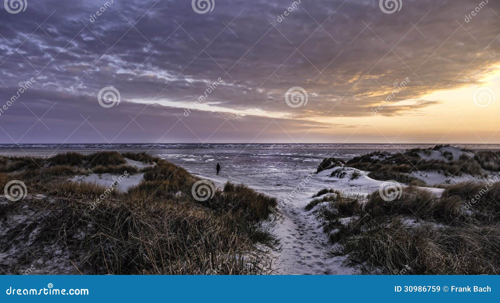 L$mer Des Wadden Sur Fano, Danemark Image stock - Image du nord ...