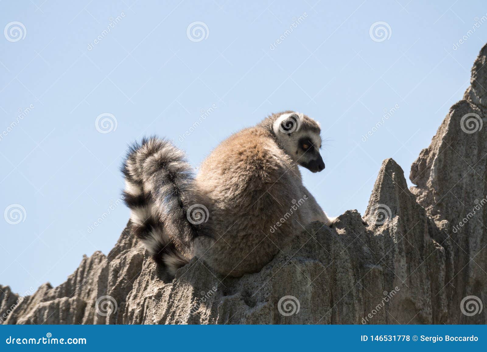 L?mur De Madagascar En Un ?rbol Foto de archivo - Imagen de primate ...