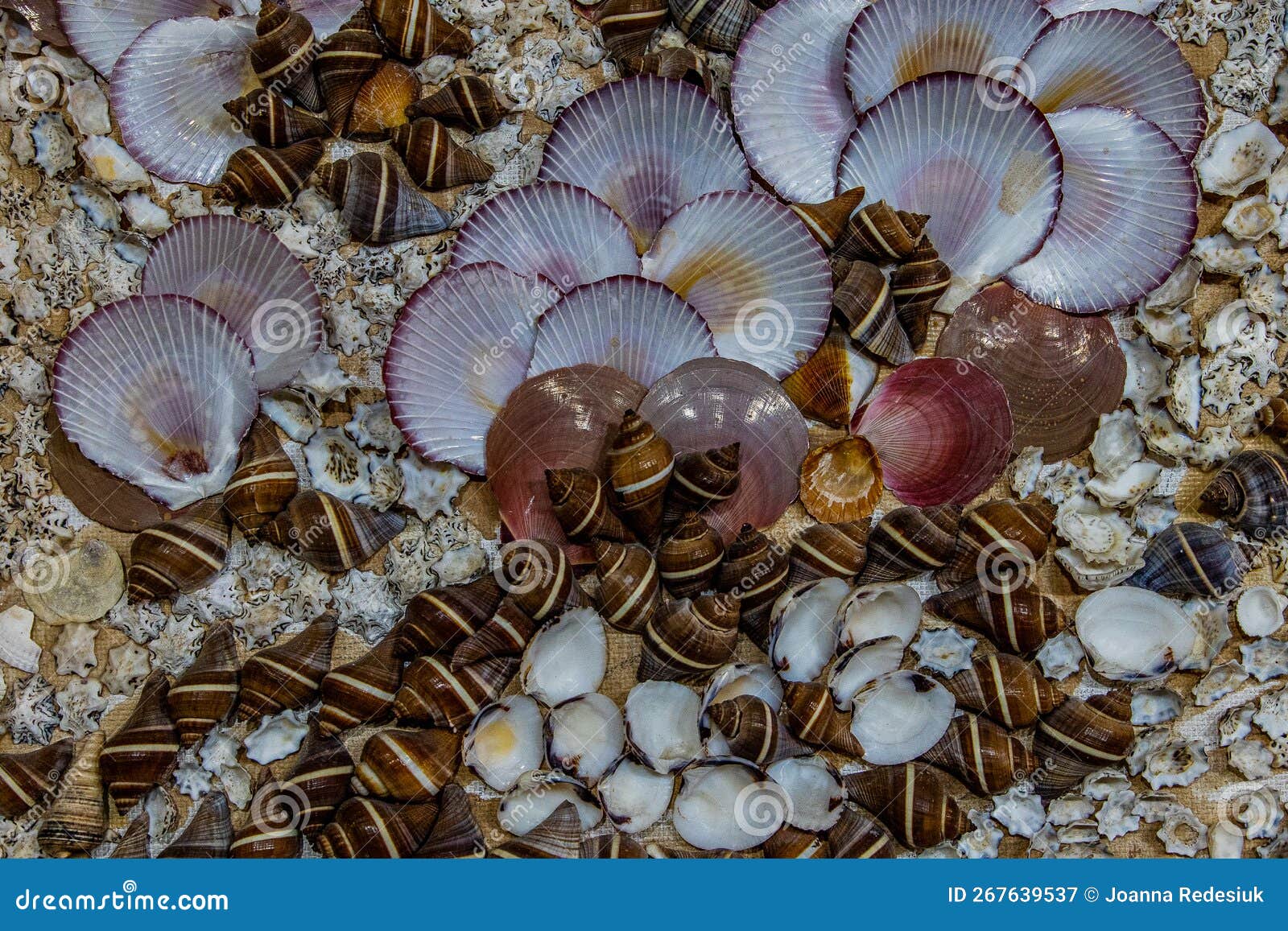 L Natural Background Pattern with Different Colored Shells Decoration ...