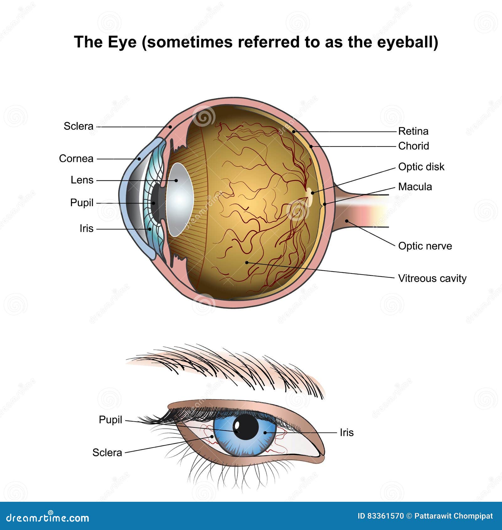 L'occhio O Il Bulbo Oculare Illustrazione Vettoriale - Illustrazione di ...