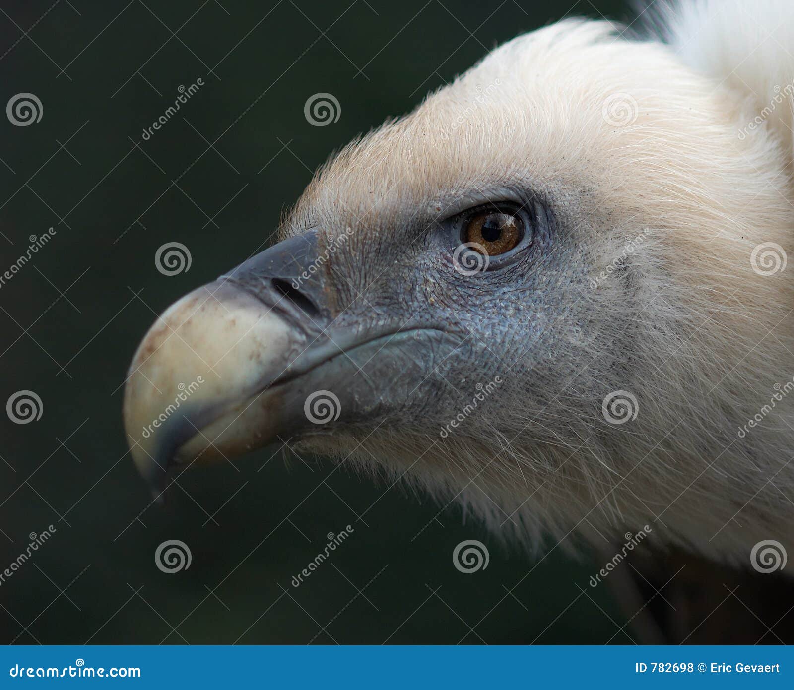 L'oeil d'un vuture photo stock. Image du ravarger, dépouiller - 782698