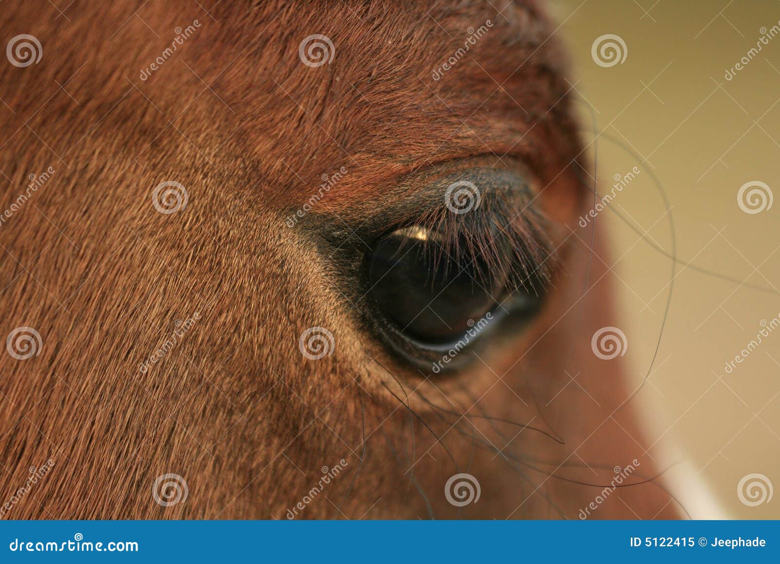 L'oeil Du Cheval Image. Image: 5122415