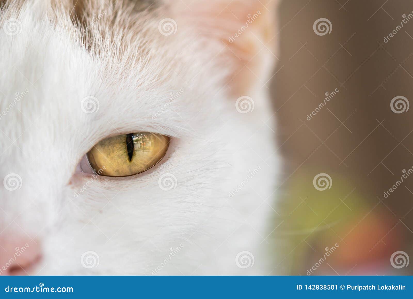 L'oeil Gauche Du Chat Blanc Image stock - Image du eyeball, oeil: 142838501