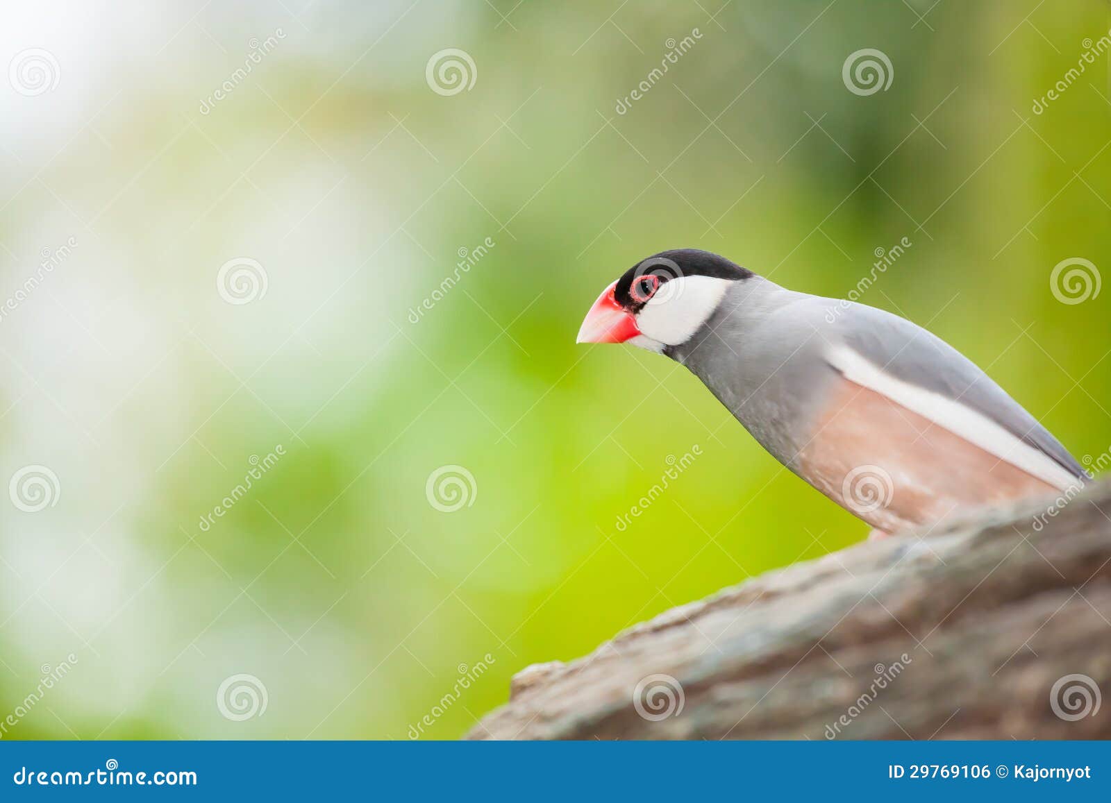 L'oiseau De Moineau De Java Photo stock - Image du facture, gris: 29769106