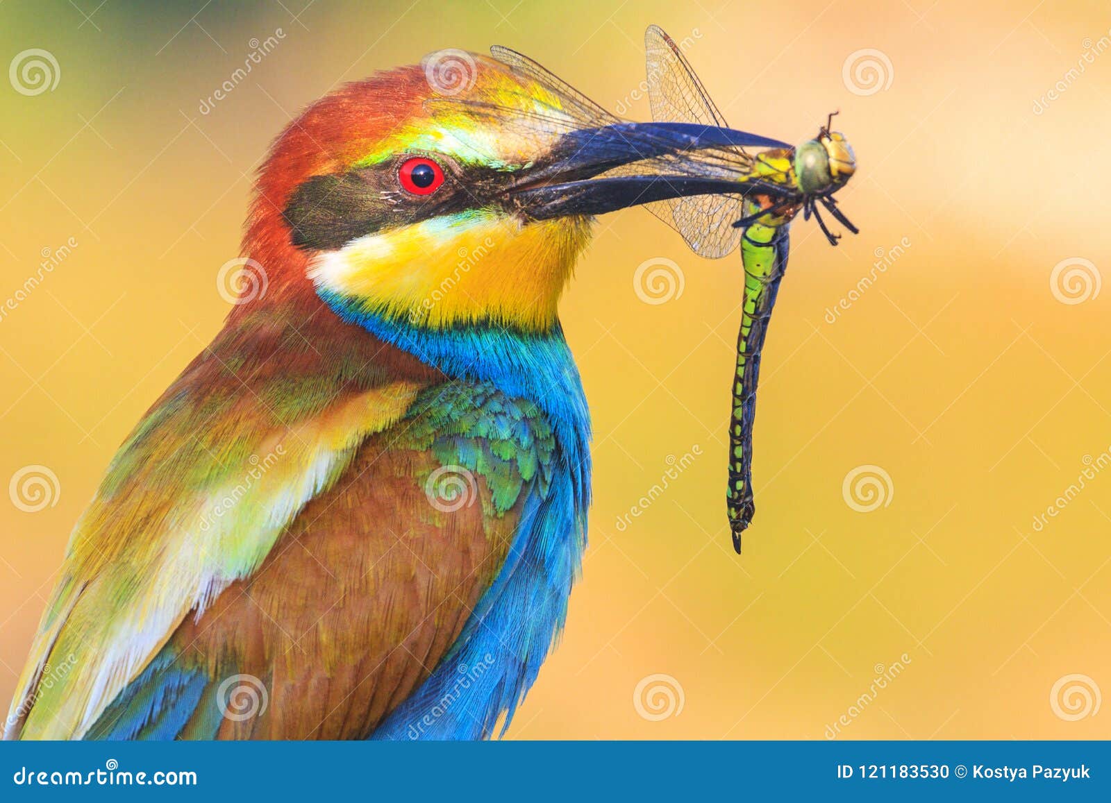 L'oiseau Exotique Tient Un Insecte Exotique Dans Un Bec Photo stock ...