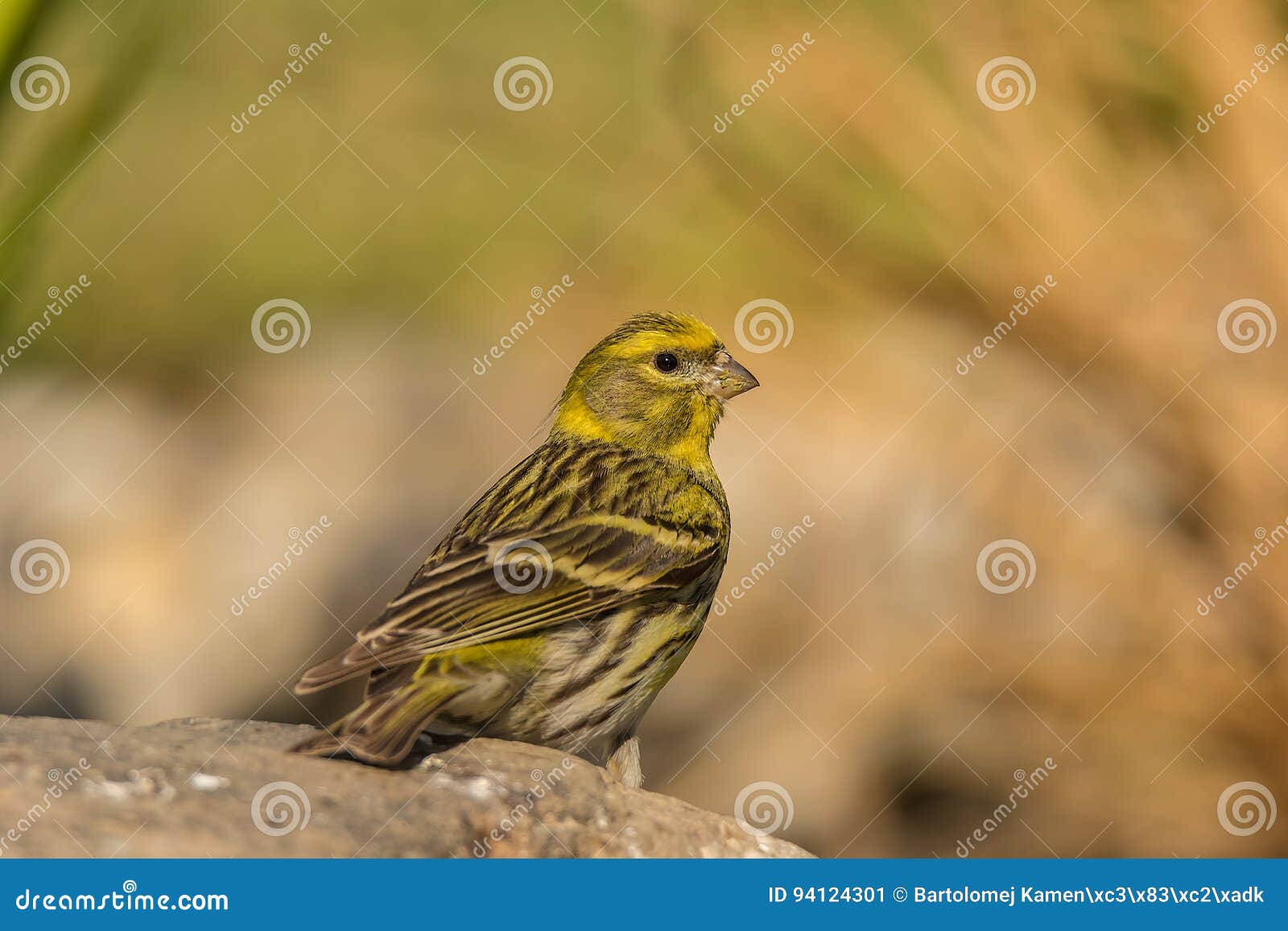 L'oiseau Jaune Canari Sauvage a Soif Image stock - Image du masculin ...