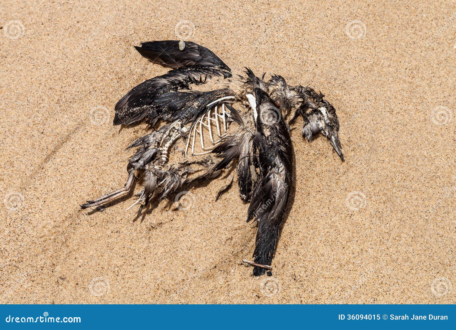 L'oiseau Marin Mort Sur La Plage Image stock - Image du pignons ...
