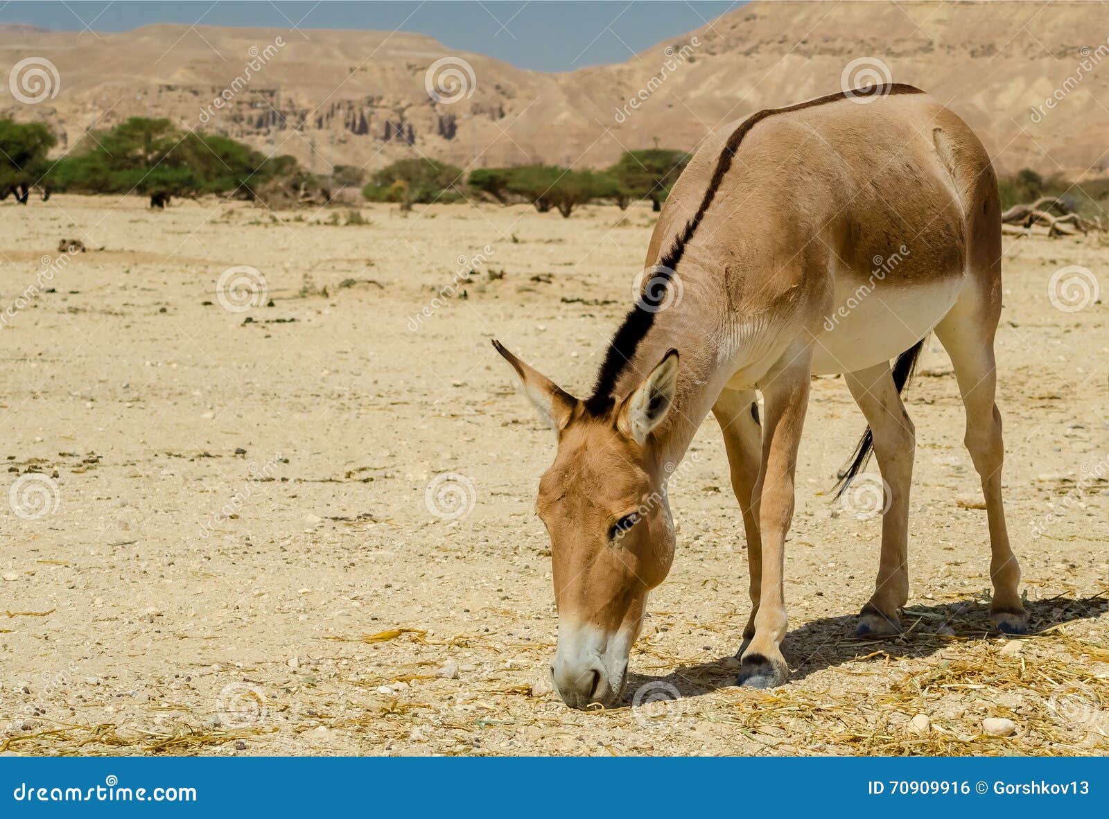 L'onagro (emioni) fotografia stock. Immagine di vacanza - 70909916