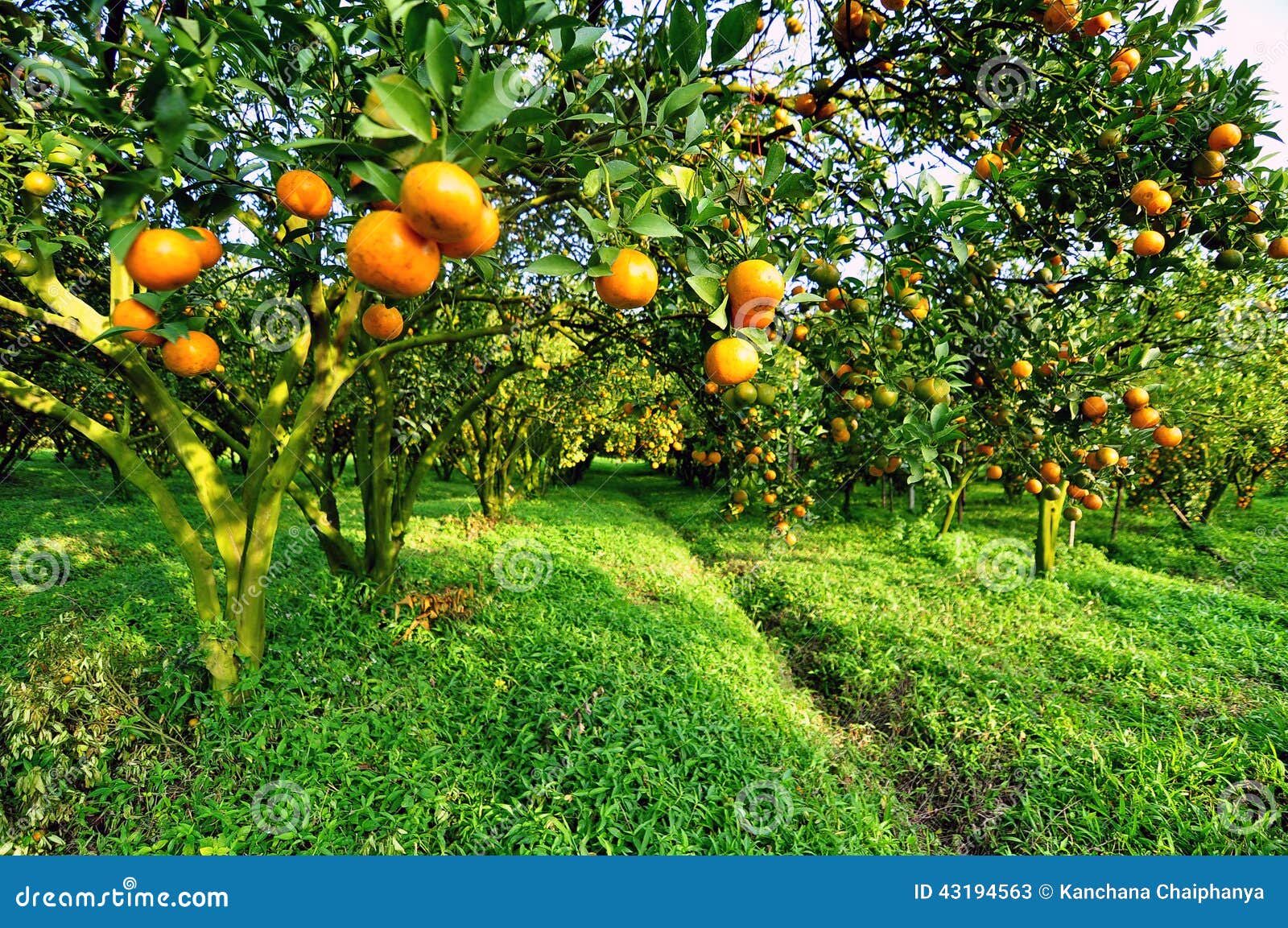 L'Orange-arbre image stock. Image du orange, orangerie - 43194563